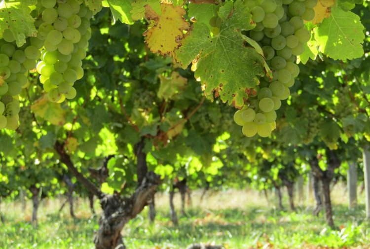 La Parra o Vid en el zodíaco arbóreo celta - Centro Carmen Carballude
