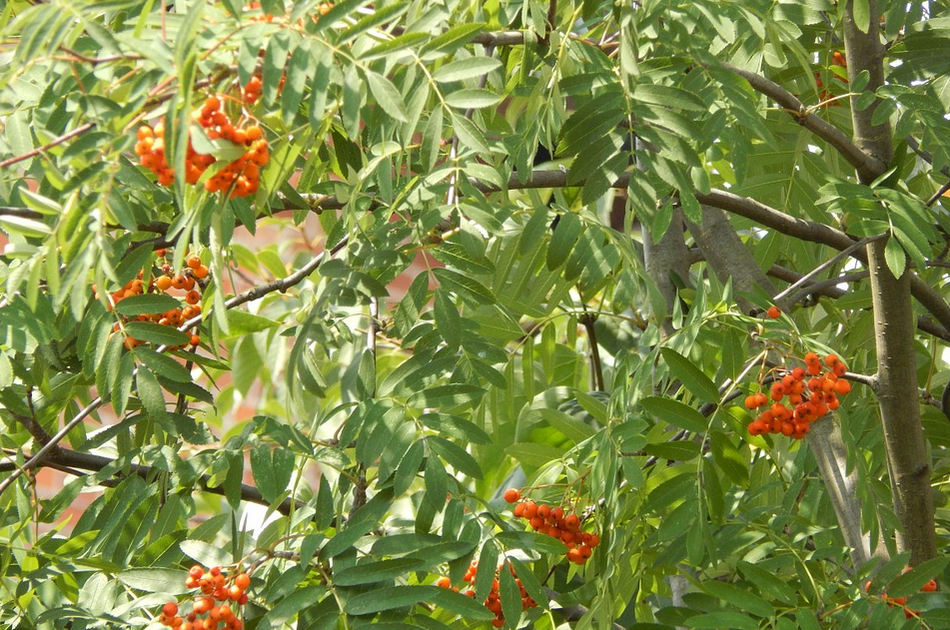 El fresno silvestre o el serbal en el zodíaco arbóreo celta